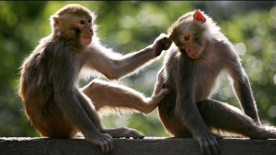 Affen-Streit: Die Weibchen sind schuld | MDR.DE