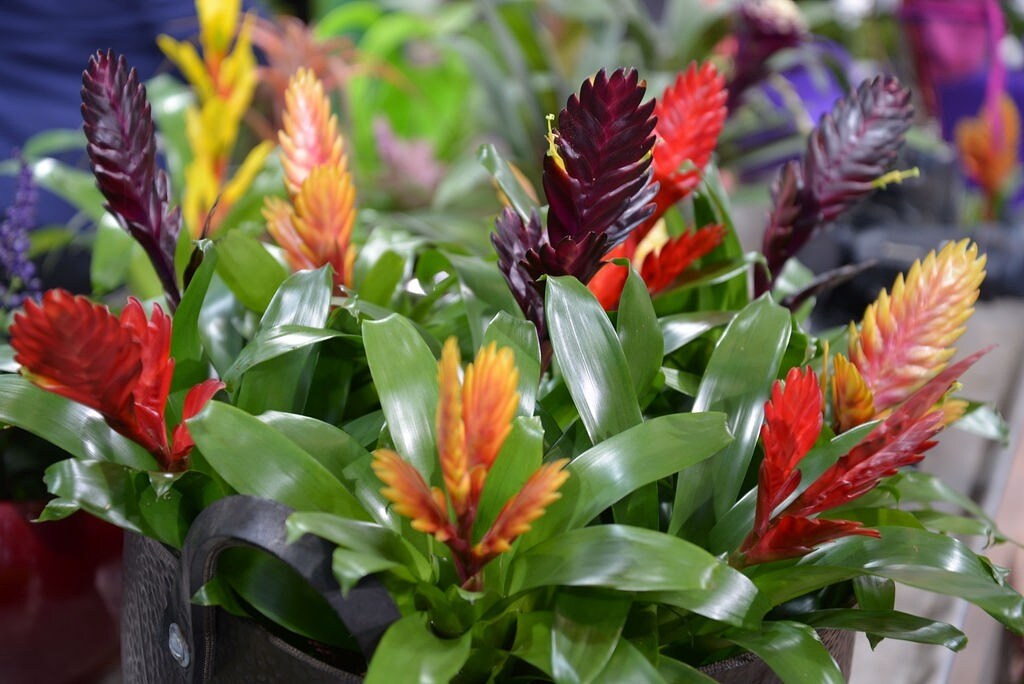 Bromelien: Farben wie ein Feuerwerk | MDR.DE