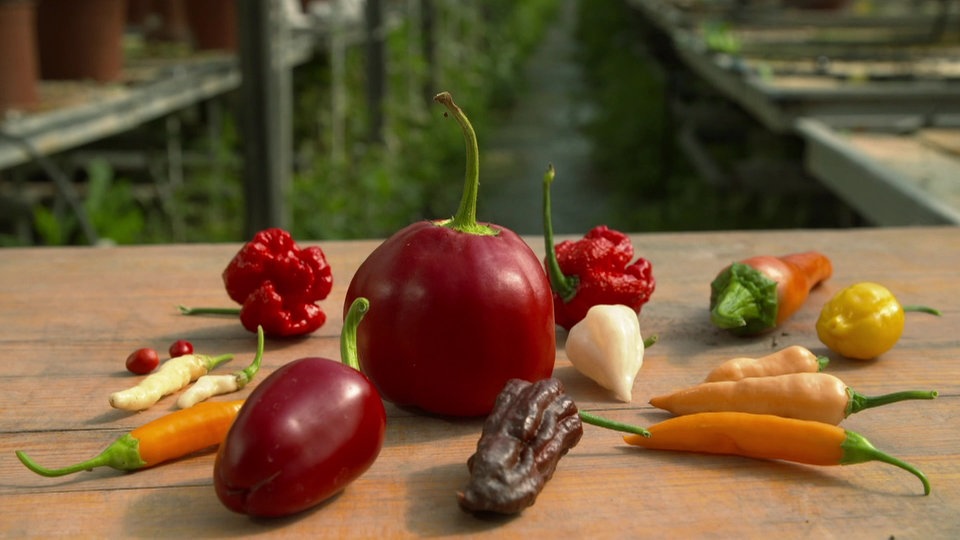 Zu Besuch bei Chili-Züchter Alexander Hicks | MDR.DE