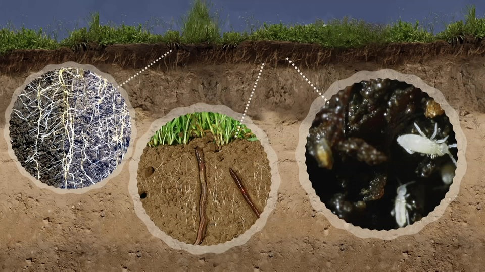 Wie unsere Böden fruchtbar bleiben | MDR.DE