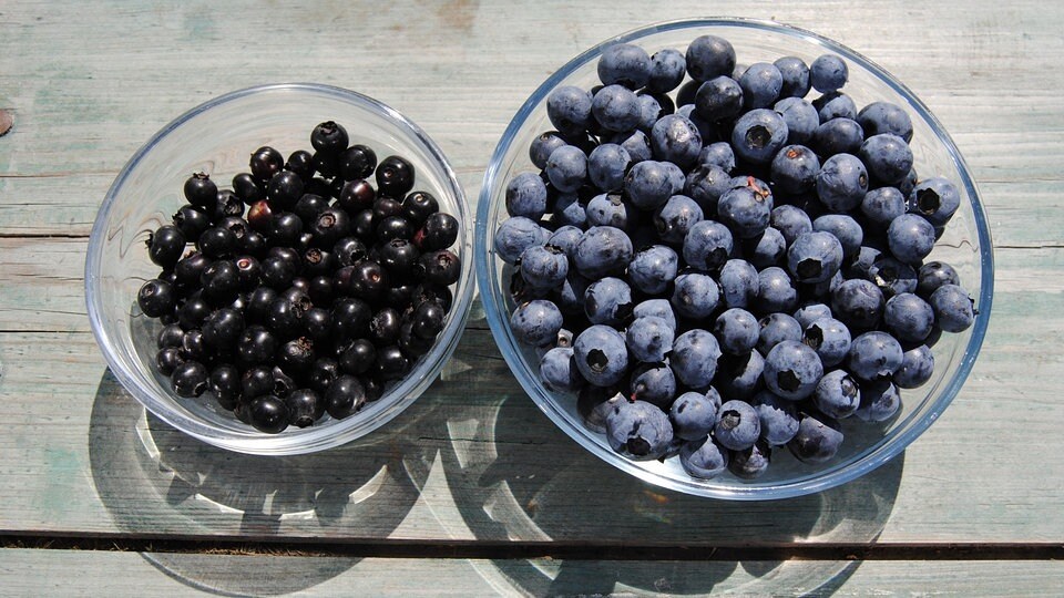 Heidelbeeren vom Strauch auf Balkon und Terrasse | MDR.DE