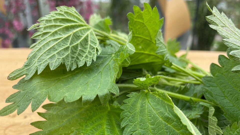 Blattläuse mit Brennnesselbrühe bekämpfen | MDR.DE