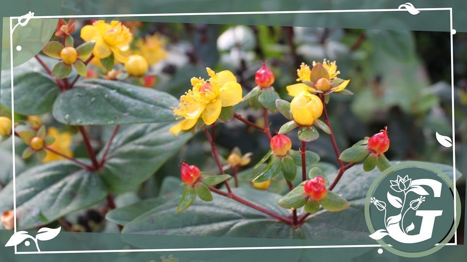 Strauch-Johanniskraut pflanzen und pflegen | MDR.DE