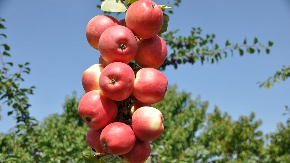 Einen Apfelbaum pflanzen und richtig pflegen | MDR.DE