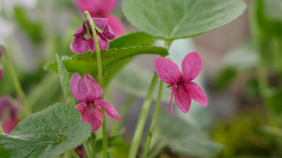 Duftveilchen – verschiedene Sorten vorgestellt | MDR.DE