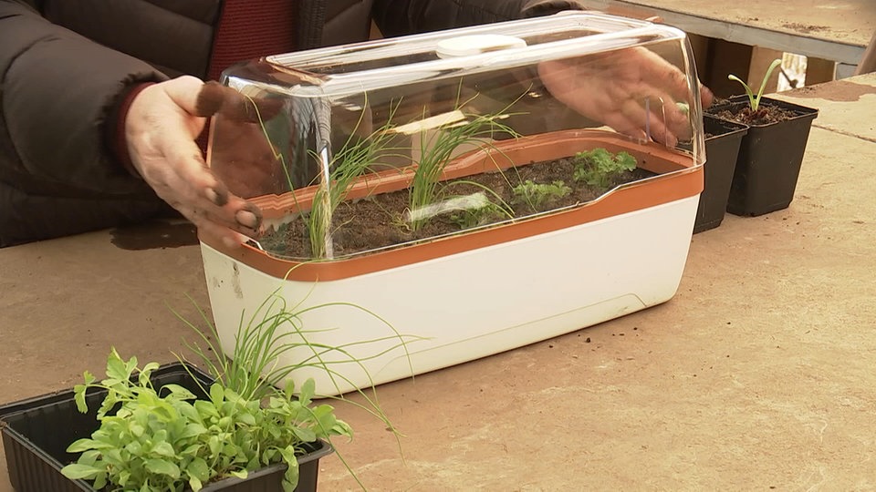 Kräuter im Mini-Gewächshaus anpflanzen | MDR.DE