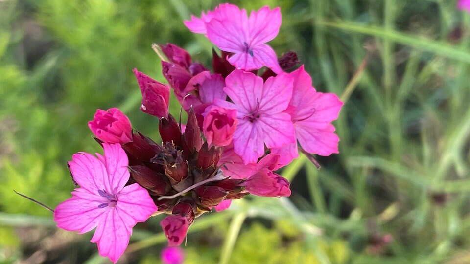 Nelken - Verschiedene Arten und Sorten vorgestellt | MDR.DE