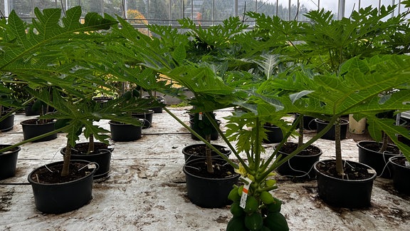 Papaya anbauen, pflegen und ernten | MDR.DE Papaya anbauen, pflegen und ernten | MDR.DE