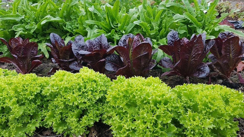 Überblick: Welche Salatsorten gibt es? | MDR.DE