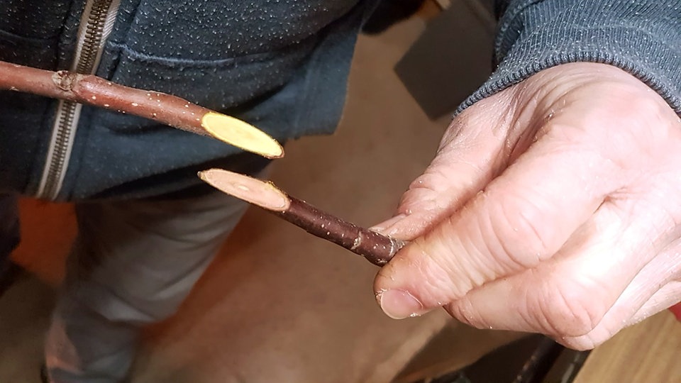 Handveredelung: Obstbäume im Winter veredeln - so klappt es | MDR.DE