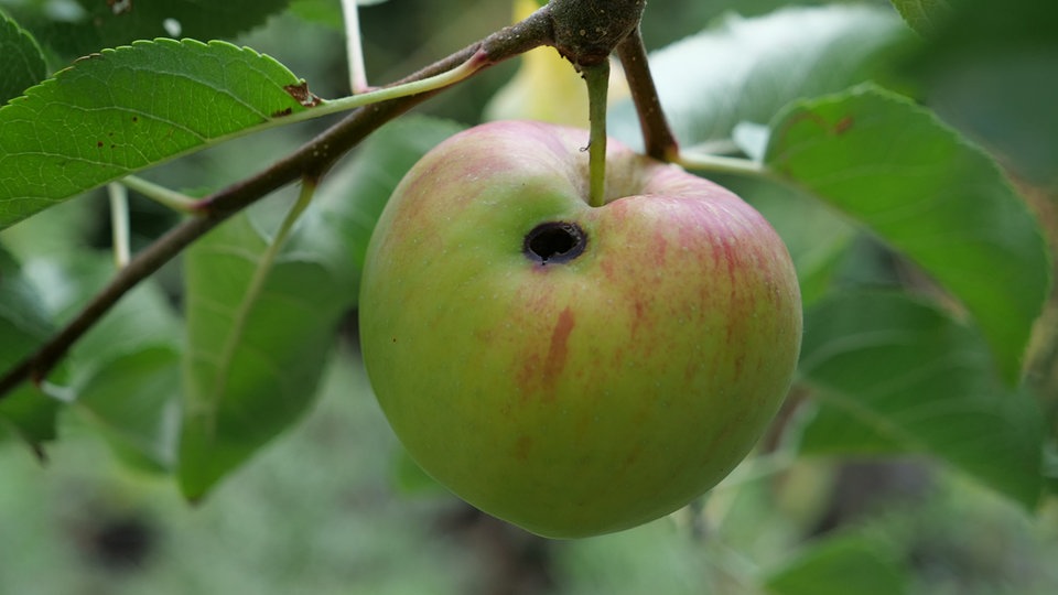 Äpfel voller Würmer - was tun gegen den Apfelwickler? | MDR.DE