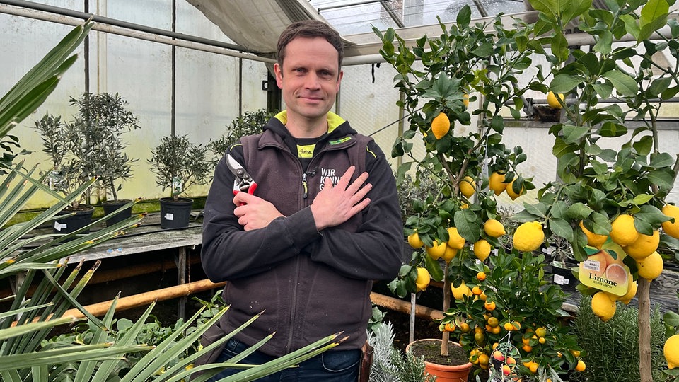 Nach dem Winter: Mediterrane Kübelpflanzen pflegen, schneiden und ...