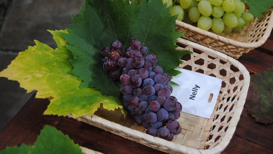 Weintrauben-Sorten für den Anbau im eigenen Garten | MDR.DE