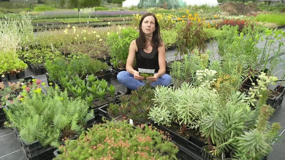 Euphorbien: Vielseitige Stauden für den Garten | MDR.DE