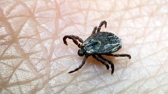 Neue Zeckenarten in Deutschland auf dem Vormarsch | MDR.DE