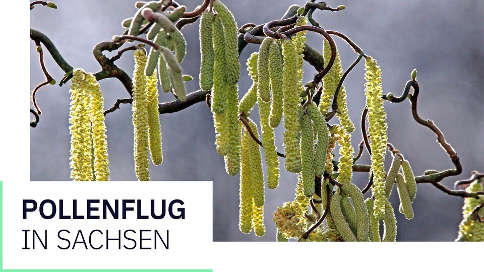 Pollenflug in Mitteldeutschland | MDR.DE