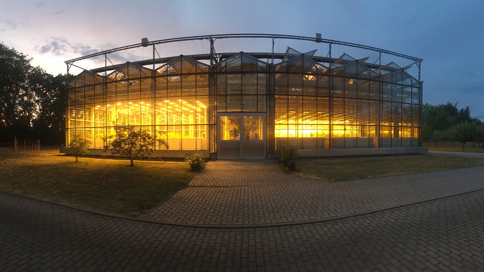 IPK Gatersleben: Neue KI kann Genregulationscode in Pflanzen ...