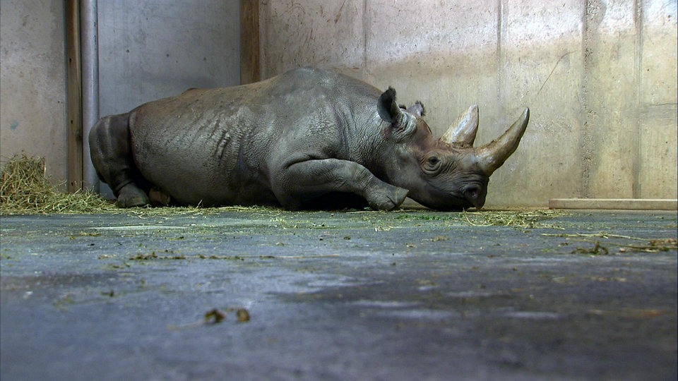 Elefant, Tiger & Co. | MDR.DE