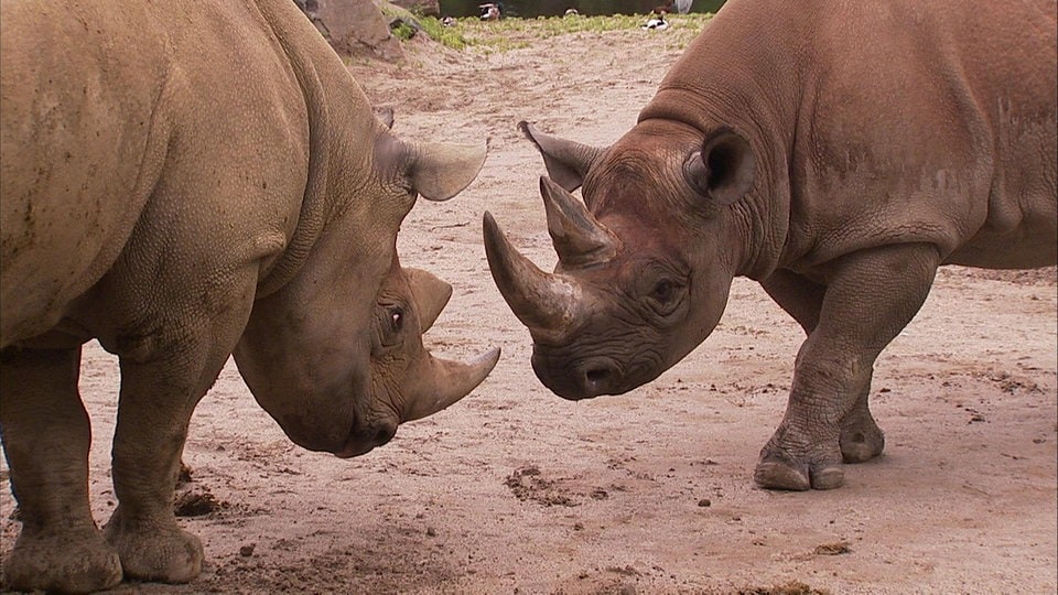 Elefant, Tiger & Co. | MDR.DE