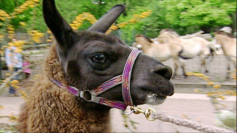 Elefant, Tiger & Co. | MDR.DE