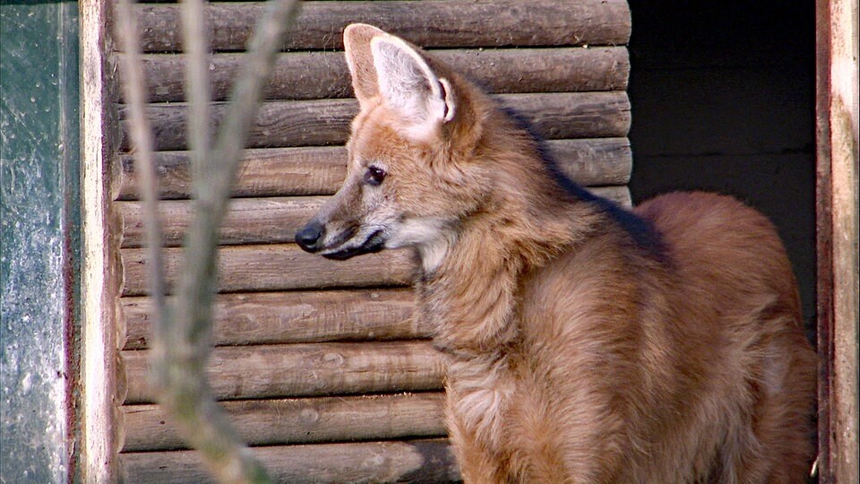 Elefant, Tiger & Co. | MDR.DE