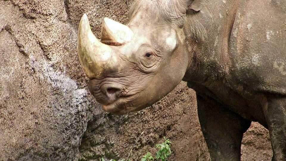 Elefant, Tiger & Co. | MDR.DE