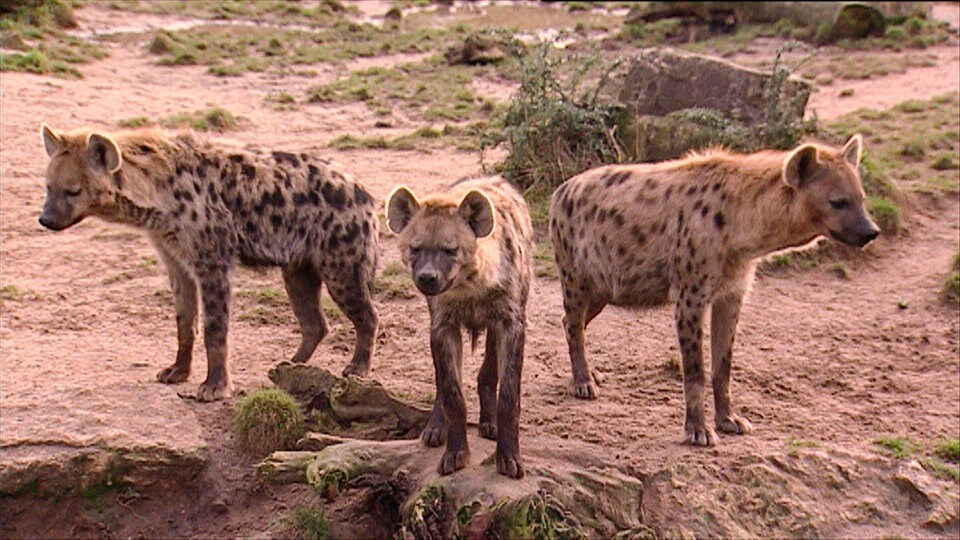 Elefant, Tiger & Co. | MDR.DE