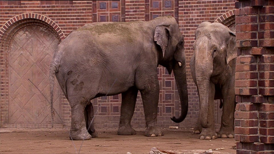 Elefant, Tiger & Co. | MDR.DE