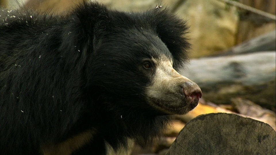 Elefant, Tiger & Co. | MDR.DE