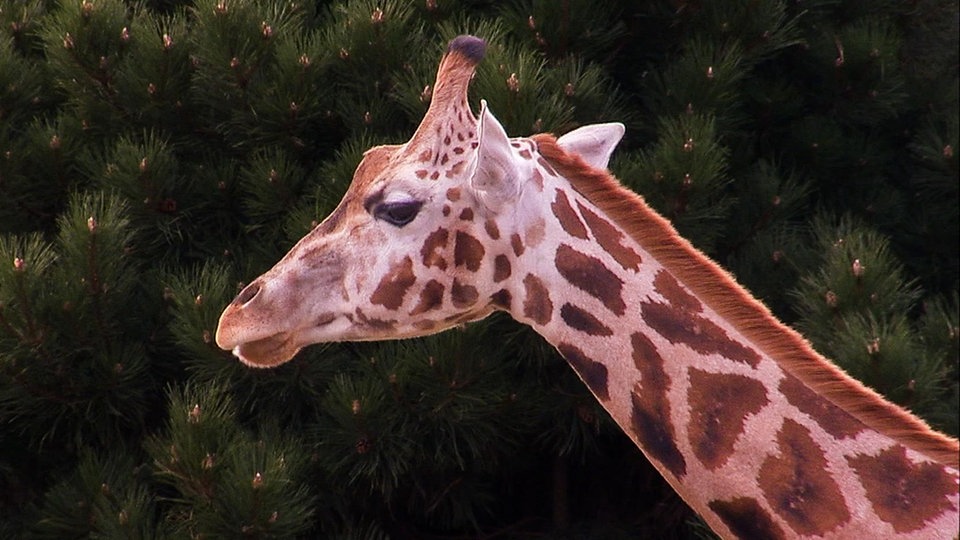 Elefant, Tiger & Co. | MDR.DE