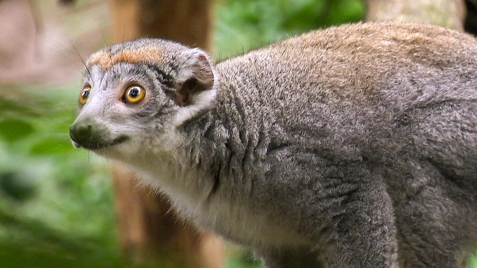 Elefant, Tiger & Co. | MDR.DE