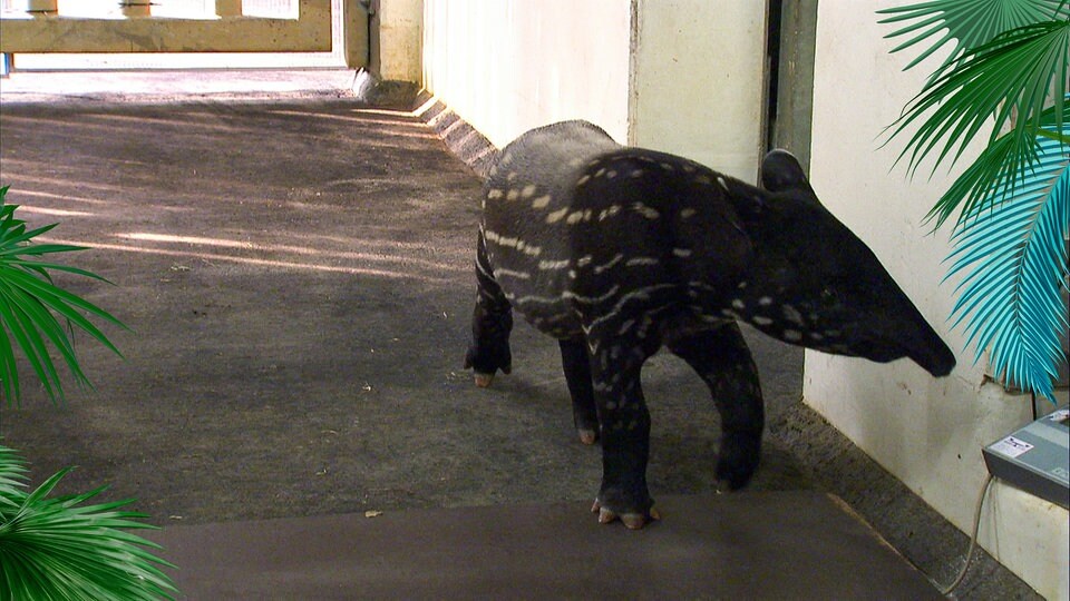 Elefant, Tiger & Co. | MDR.DE