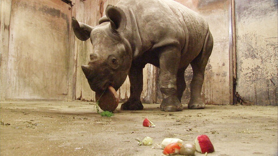 Elefant, Tiger & Co. | MDR.DE