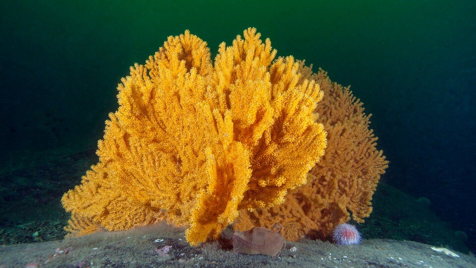 Langanhaltende marine Hitzewelle: Klimawandel hat den Rand der Tiefsee erreicht | MDR.DE