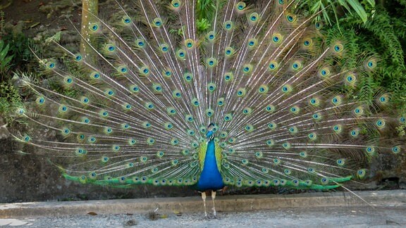Mythos Alpha-Mann: Welche männlichen Tiere bei den Weibchen punkten ...