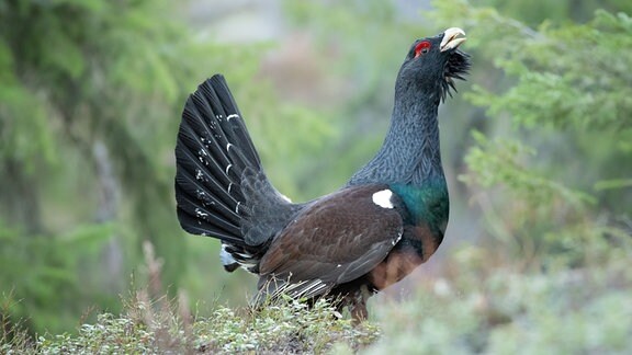 Mythos Alpha-Mann: Welche männlichen Tiere bei den Weibchen punkten ...