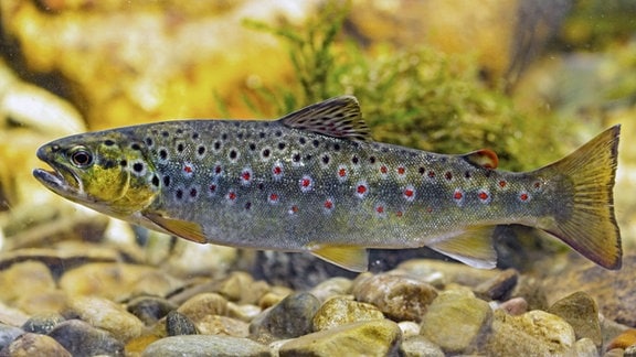 Rote Liste: Forelle gilt in Deutschland als gefährdet