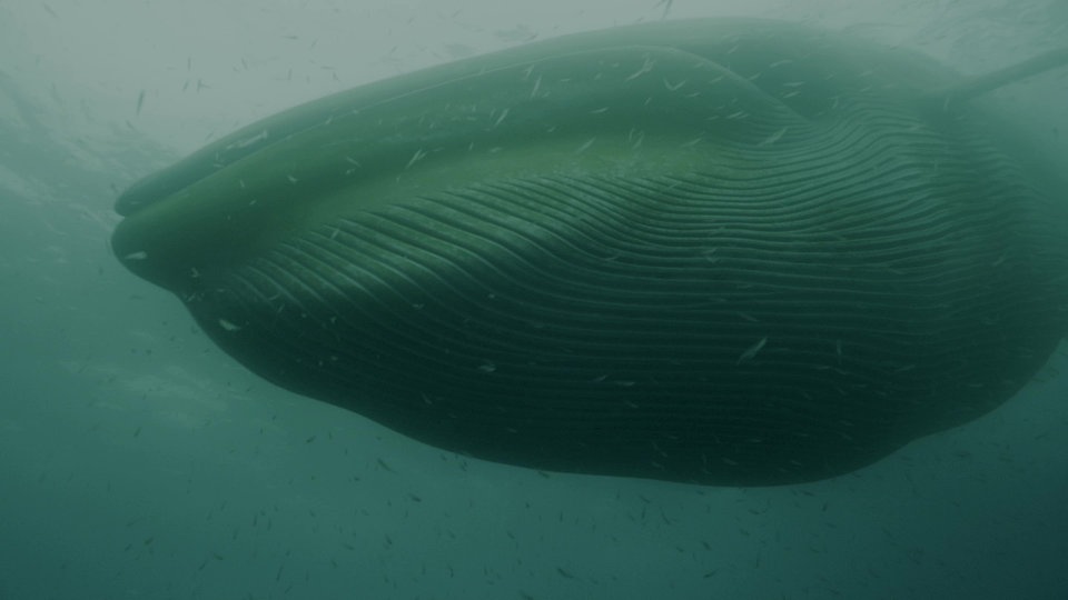 Die Finnwale und der Krill | MDR.DE