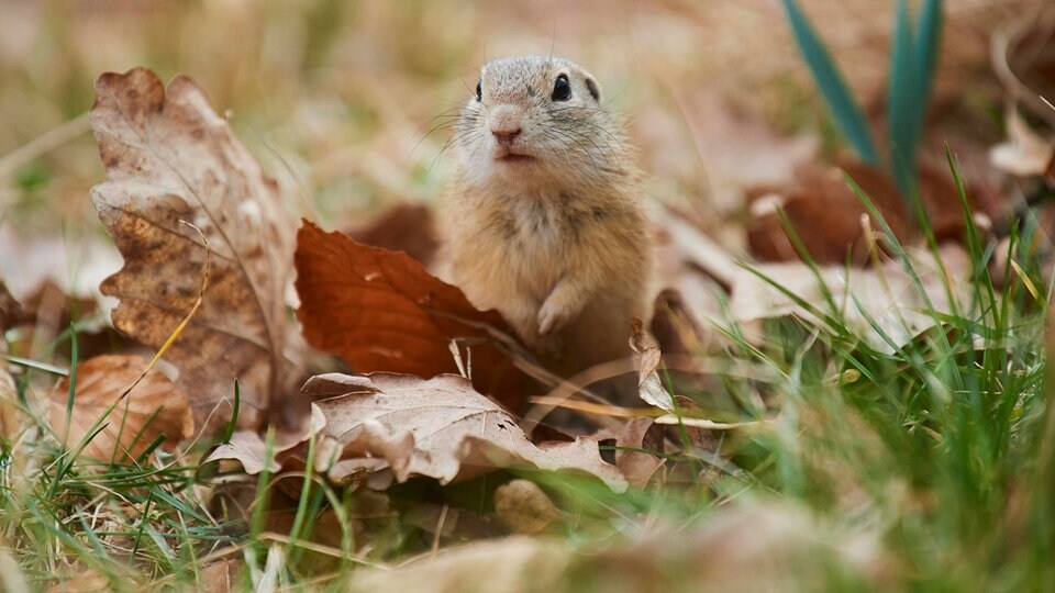 Ein Fünftel der Tier- und Pflanzenarten Europas vom Aussterben bedroht ...