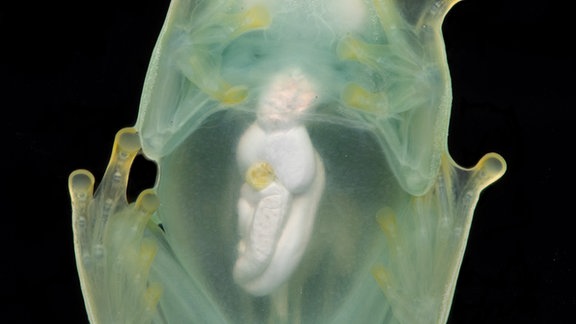 Die Leber als Tarnkappe – so machen sich Glasfrösche "unsichtbar" | MDR.DE