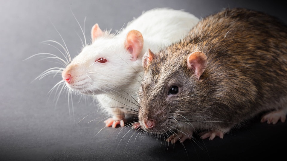 Jungbrunnen Parabiose: Blut junger Mäuse lässt alte Mäuse länger leben ...