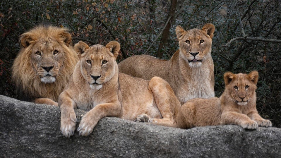 Mythos Alpha-Mann: Welche männlichen Tiere bei den Weibchen punkten ...