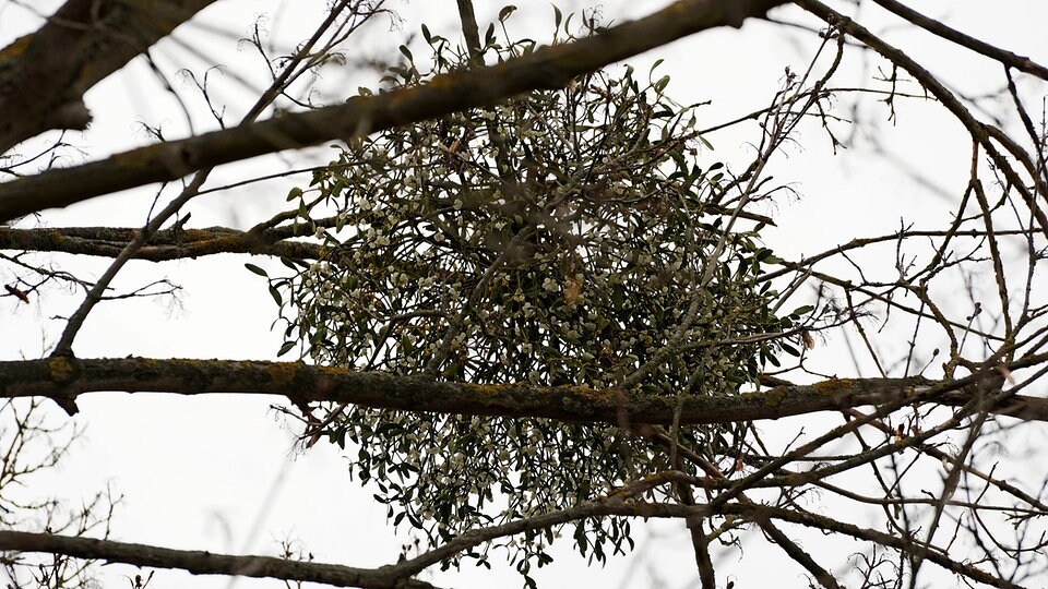 Mitteldeutschland: Werden Misteln zur Bedrohung für die Bäume? | MDR.DE