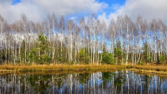 Die Wesen des Jahres 2023: Rote Bete, Flussbarsch und Feuersalamander | MDR.DE
