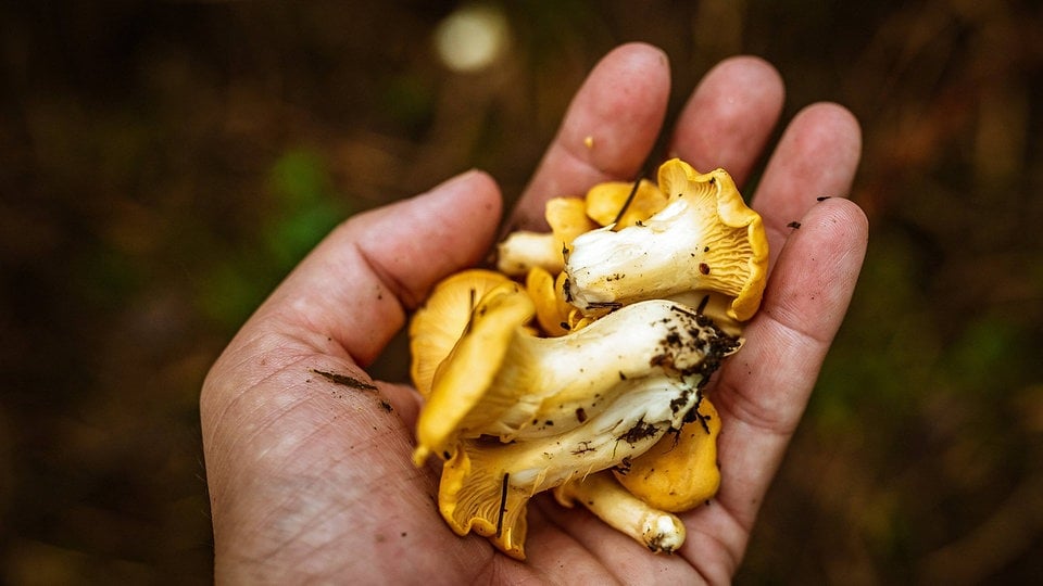 Pilze: Der Herbstboom ist kurz, langfristig wird Trockenheit zur Gefahr ...