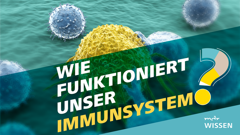 Wie funktioniert unser Immunsystem? | MDR.DE Wie funktioniert unser Immunsystem? | MDR.DE