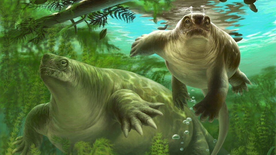 Forscher entdecken neue Tierart: Älter als die Dinos, so groß wie ein ...