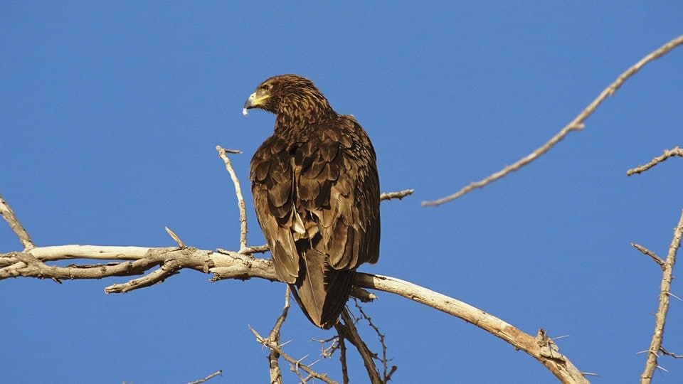 Krieg in der Ukraine zwingt bedrohte Adler-Art auf Umwege | MDR.DE