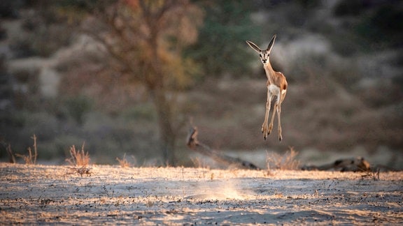 Tierfotos: Witzige, tragische, komische und magische Momente | MDR.DE