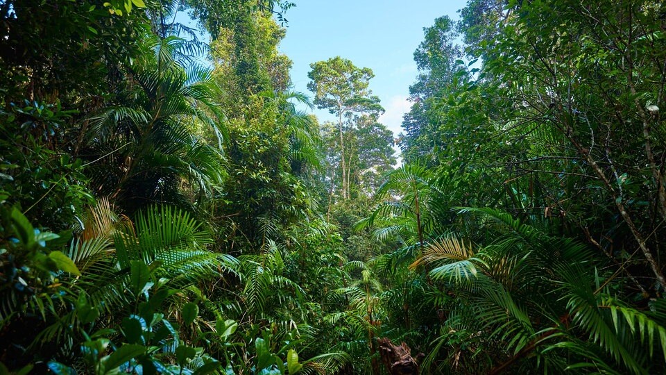 Weltweite Schutzgebiete wachsen – aber der Erfolg bleibt aus | MDR.DE